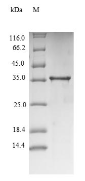 Recombinant Mouse TNF-alpha Protein – enQuire BioReagents