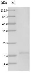 Recombinant Human TSLP Protein – enQuire BioReagents